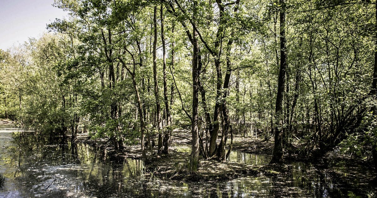 Laad je op in de Wase bossen | Het Waasland